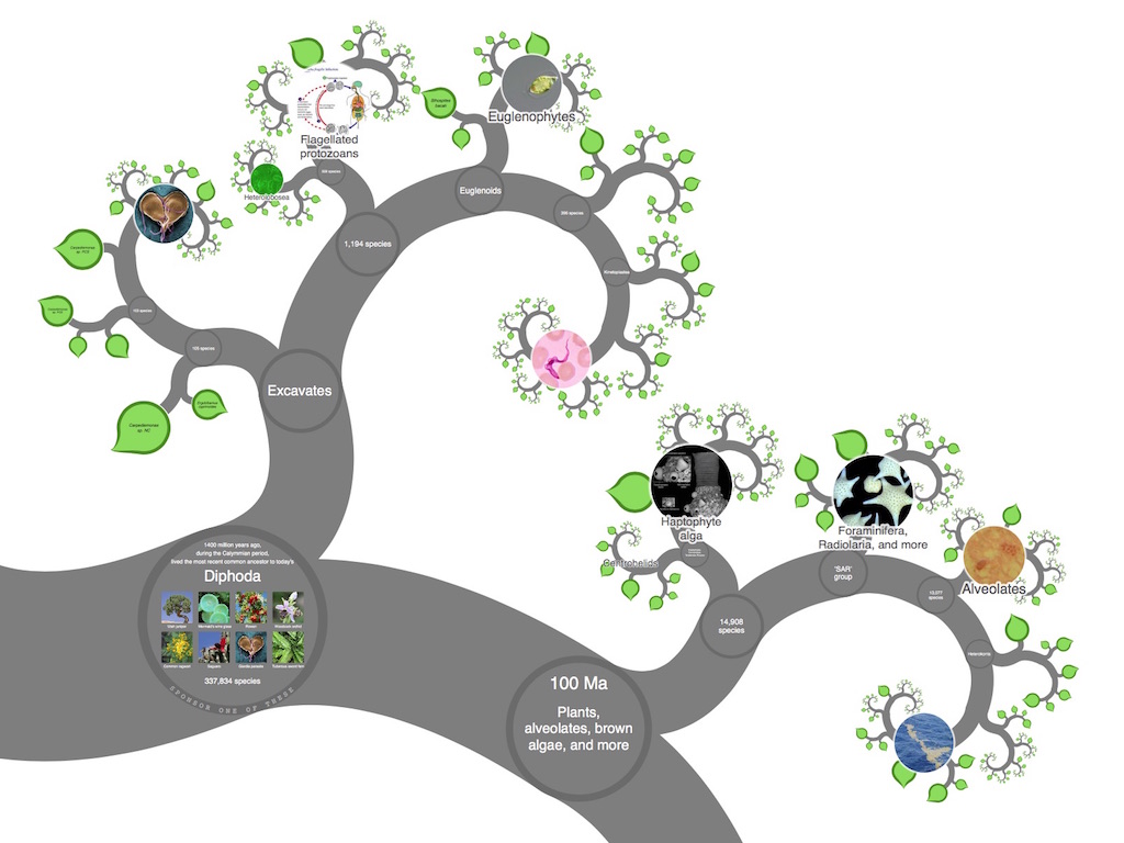 OneZoom Tree of Life Explorer